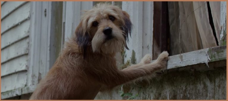 Película Benji - Tu web de ocio